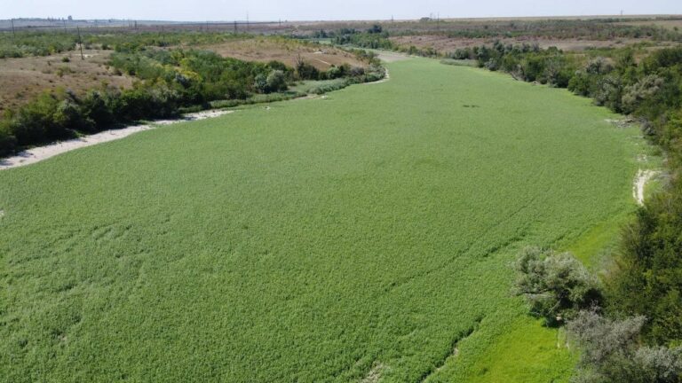 Kachowka-Stausee: Wo Wasser war, ist jetzt ein Wald – infosperber